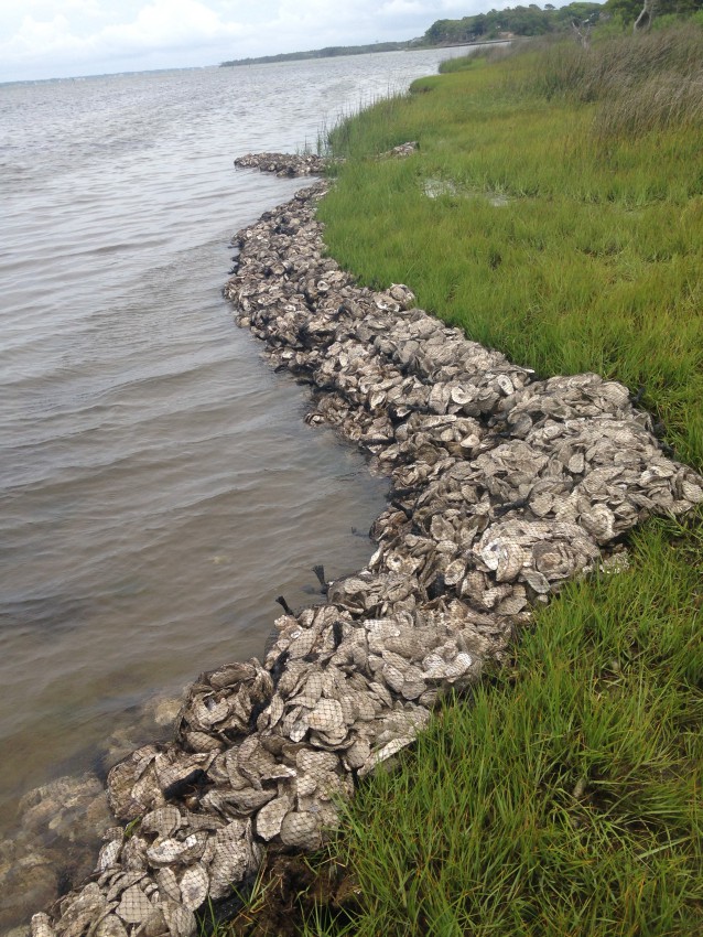 Volunteers help build marsh toe revetment at Trinity Center | North ...