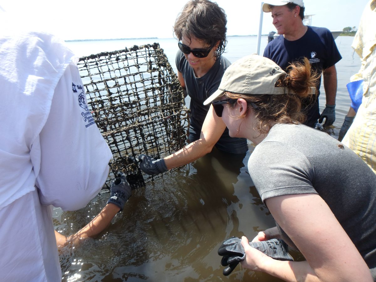 Volunteers finish an oyster reef, recycle crab pots | North Carolina ...
