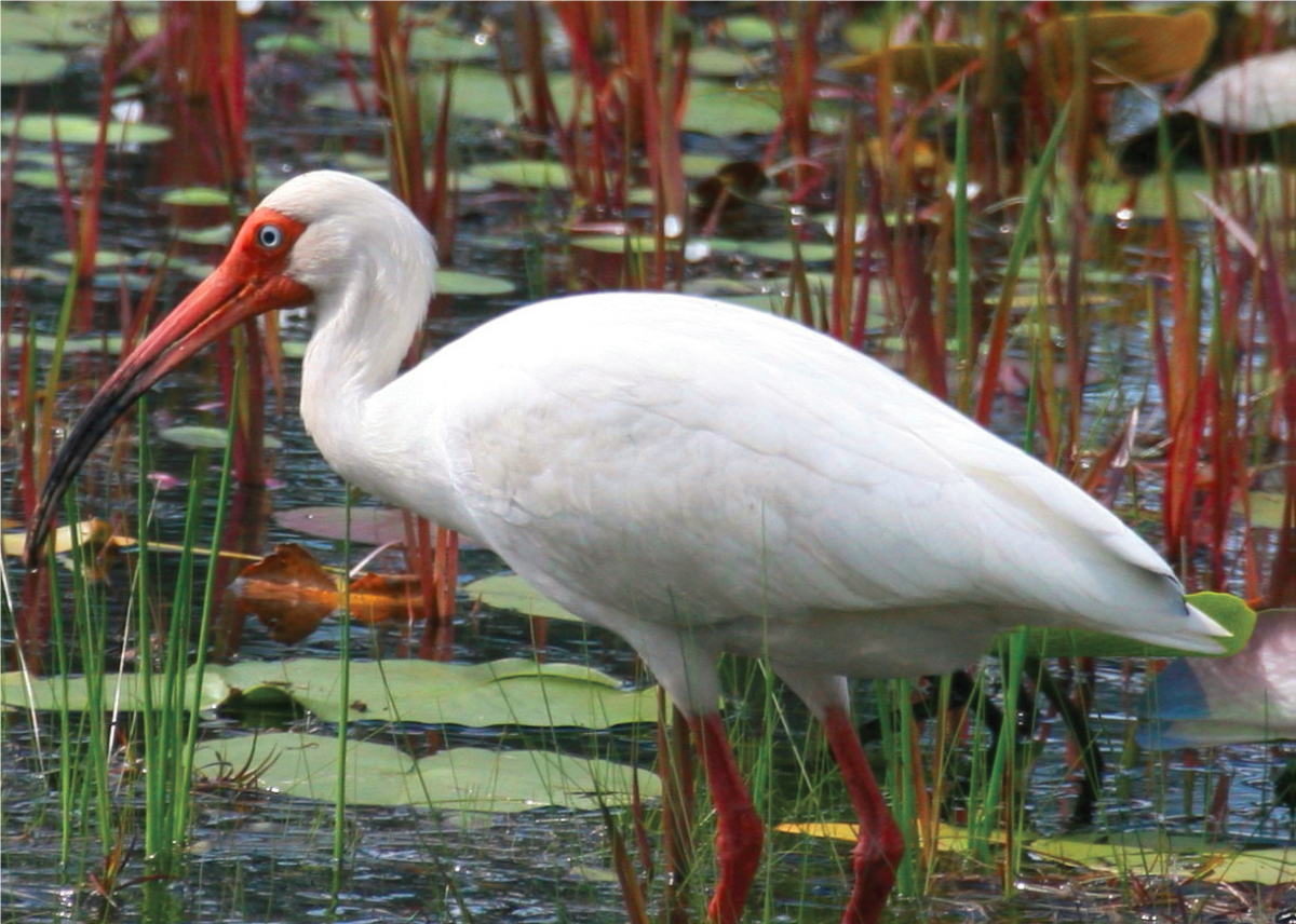 The Bird Island Coastal Reserve | North Carolina Coastal Federation