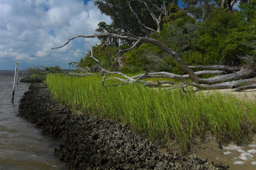 Salt Marsh | North Carolina Coastal Federation