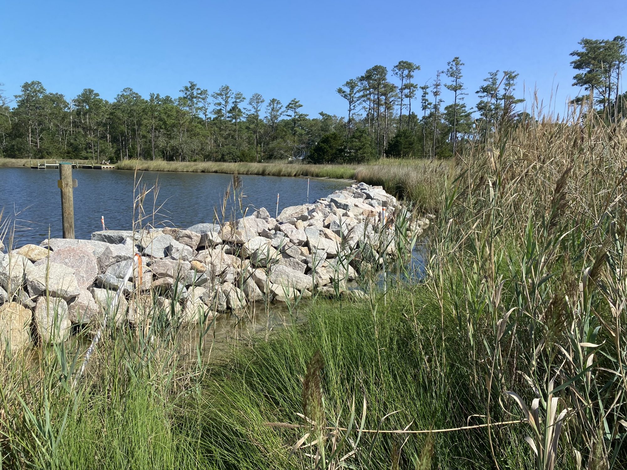Shoreline Plantings Wrap Up Several Large Living Shoreline Projects ...