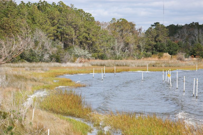Salt Marsh | North Carolina Coastal Federation