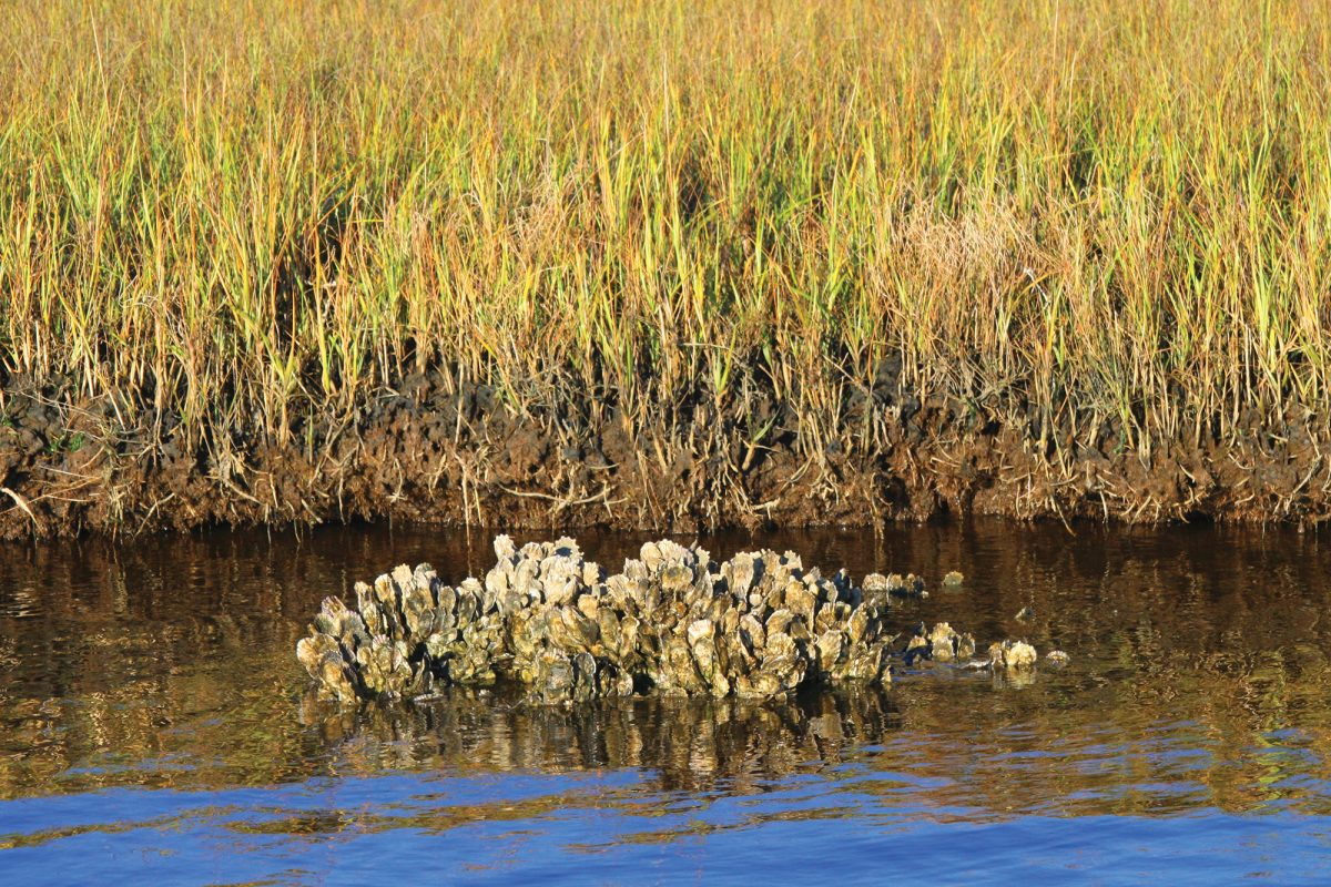 The Napa Valley of Oysters: Launching a North Carolina Shellfish ...