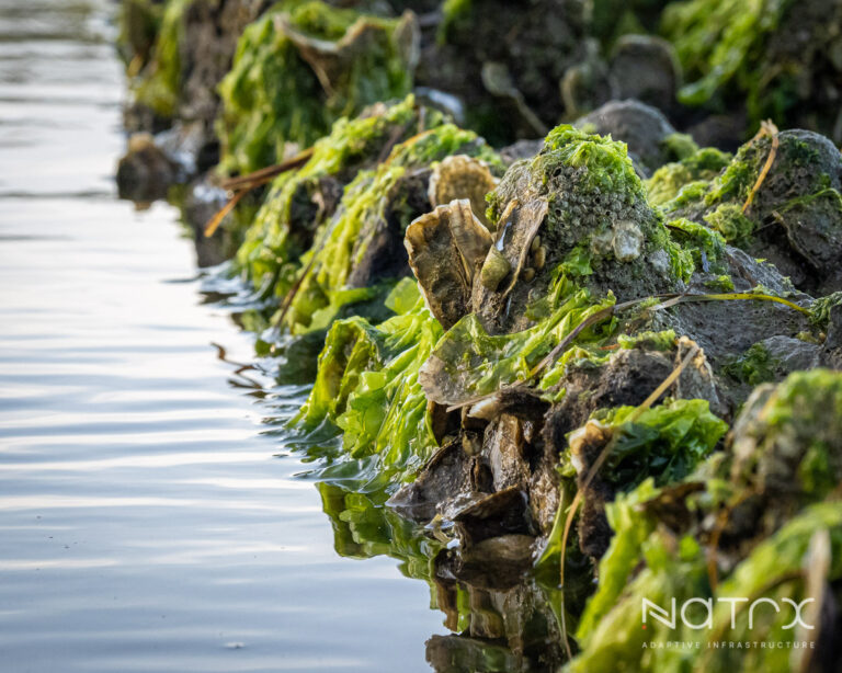 NC Aquarium at Pine Knoll Shores Living Shoreline | North Carolina ...