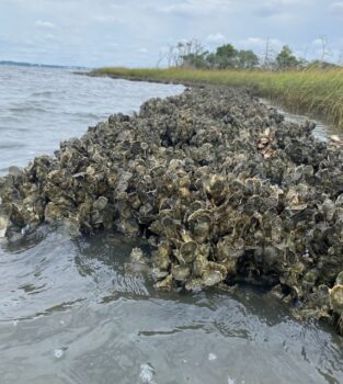 NC Aquarium at Pine Knoll Shores Living Shoreline | North Carolina ...