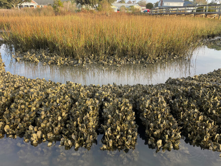 NC Aquarium at Pine Knoll Shores Living Shoreline | North Carolina ...